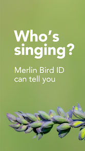Merlin Bird ID by Cornell Lab App – Features, Download & Overview | Appopts